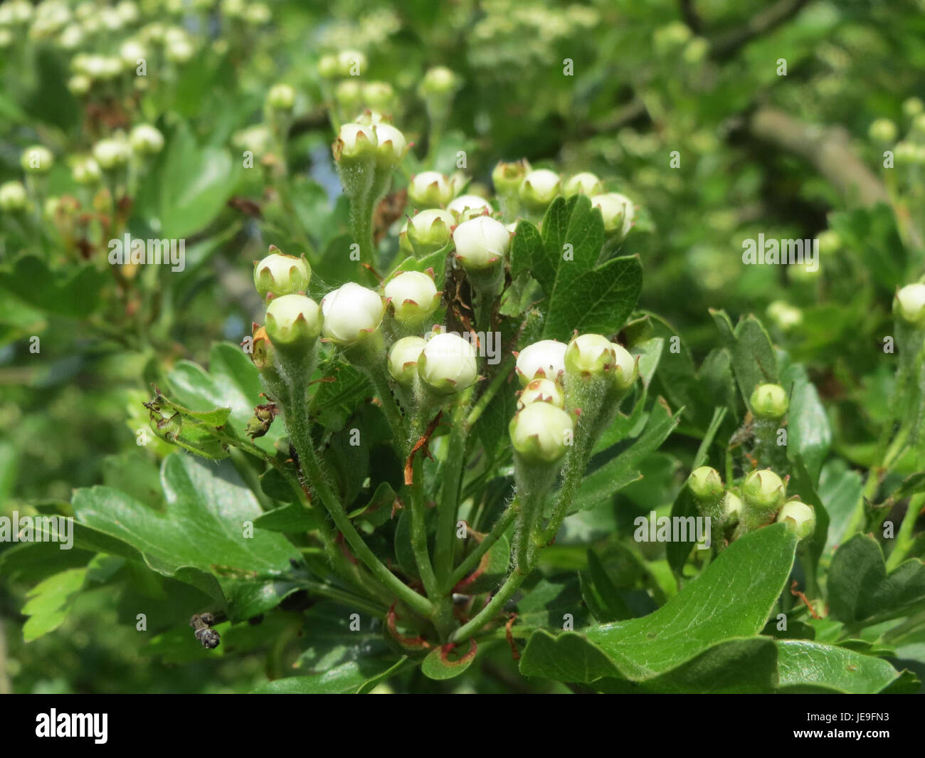 Crataegus monogyna known common hi-res stock photography and images - Alamy