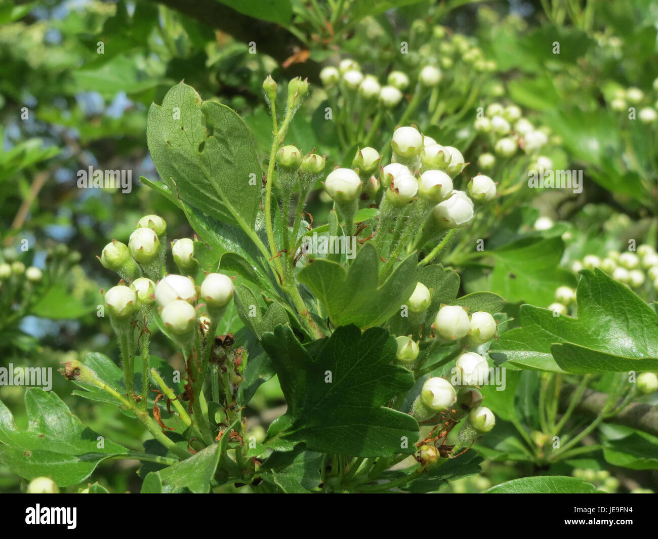 Crataegus monogyna known common hi-res stock photography and images - Alamy