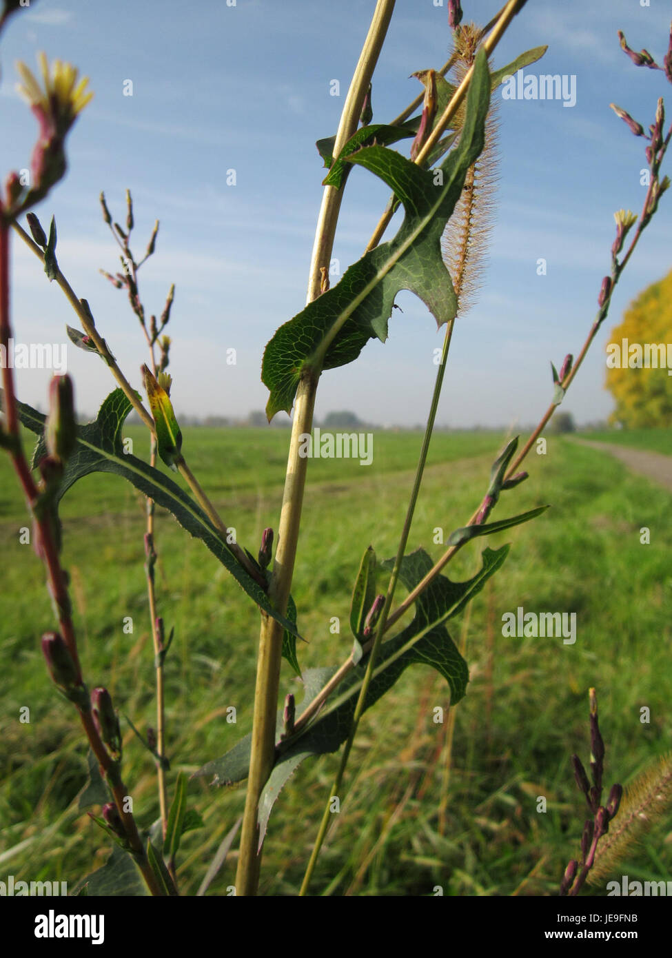 Chicory known cichorium intybus hi-res stock photography and images - Alamy