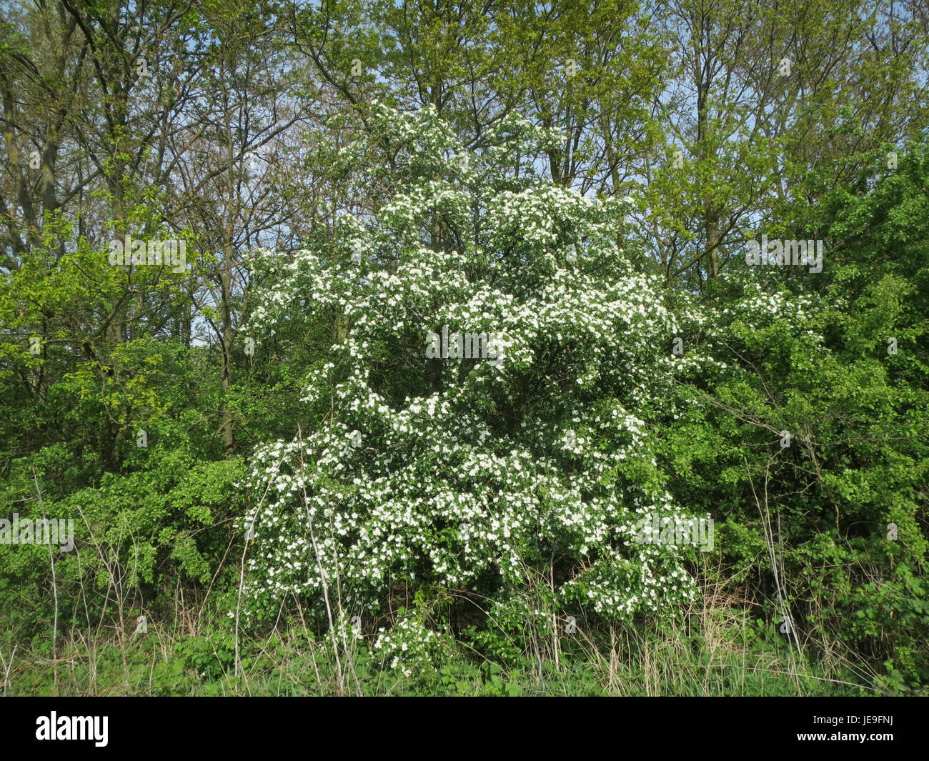 Crataegus monogyna, commonly known as hawthorn, is a deciduous shrub ...