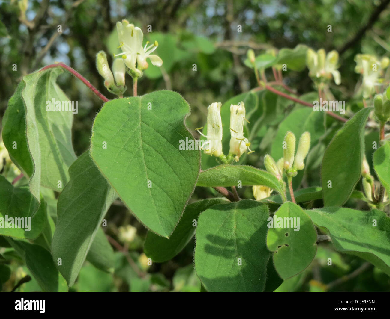Lonicera xylosteum, also known as fly honeysuckle, is a species of ...