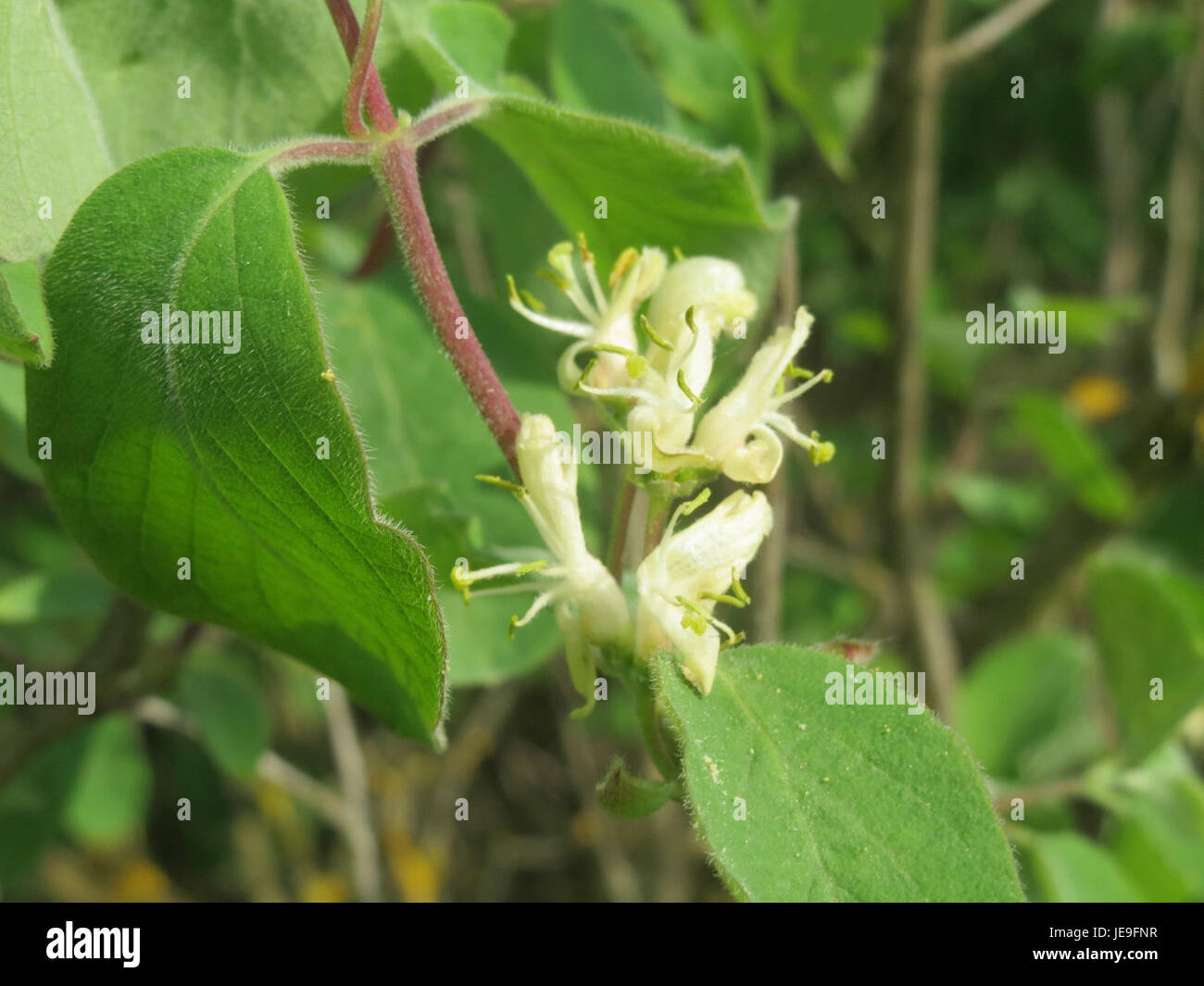 The red honeysuckle or common honeysuckle lonicera xylosteum hi-res ...