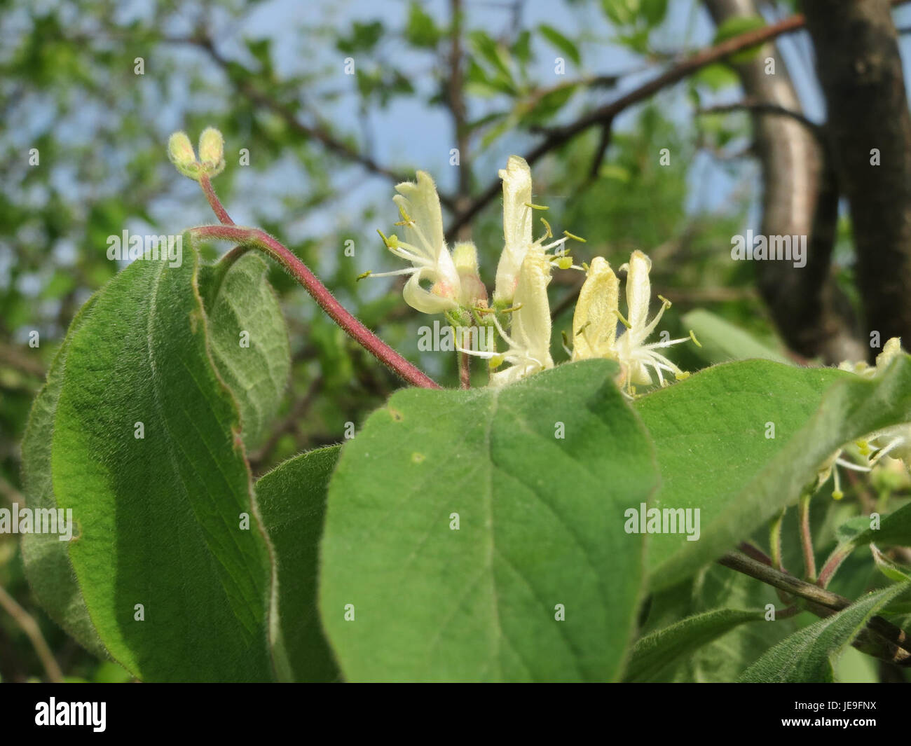 *Lonicera xylosteum*, commonly known as *Tree Honeysuckle*, is a shrub ...