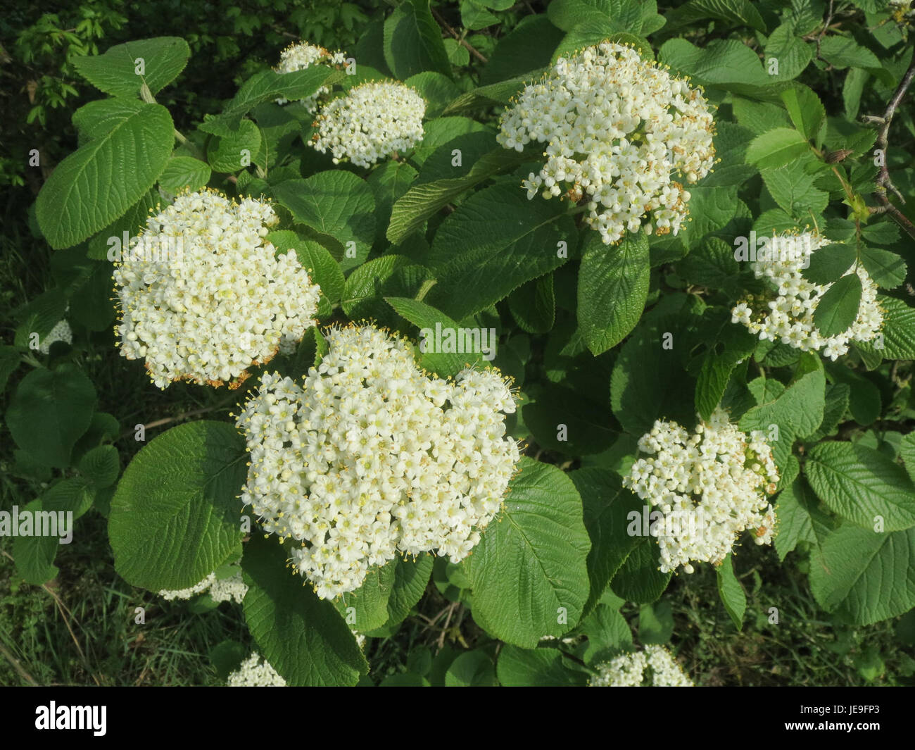 Viburnum lantana, commonly known as wayfaring tree, is a deciduous ...