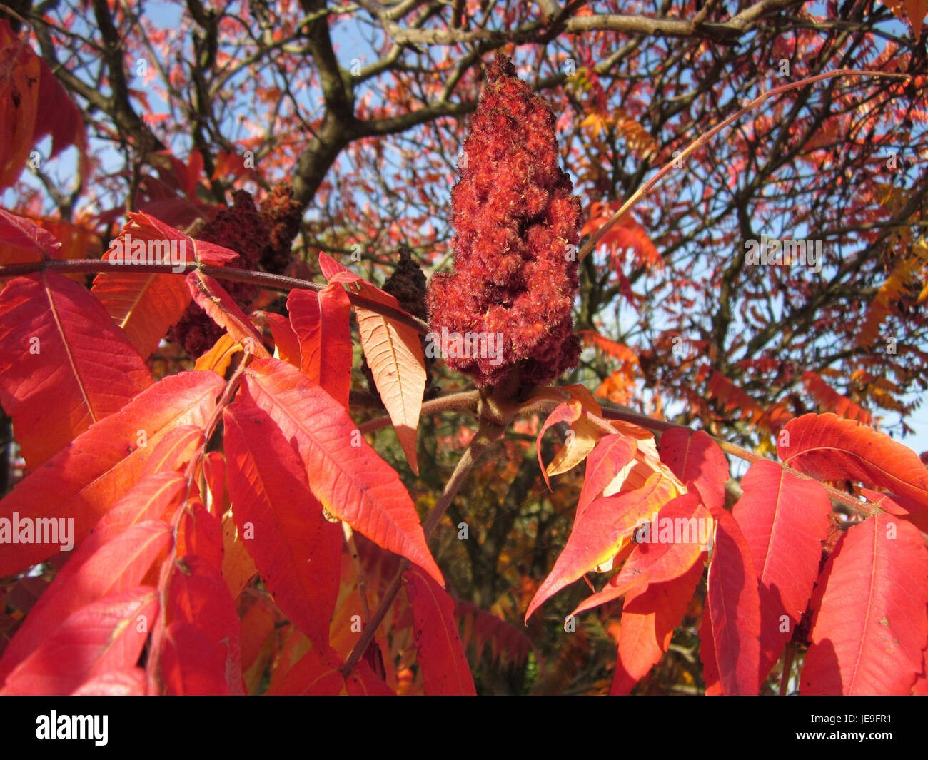 This image shows the Essigbaum (vinegar tree) in Ketschau, known for ...