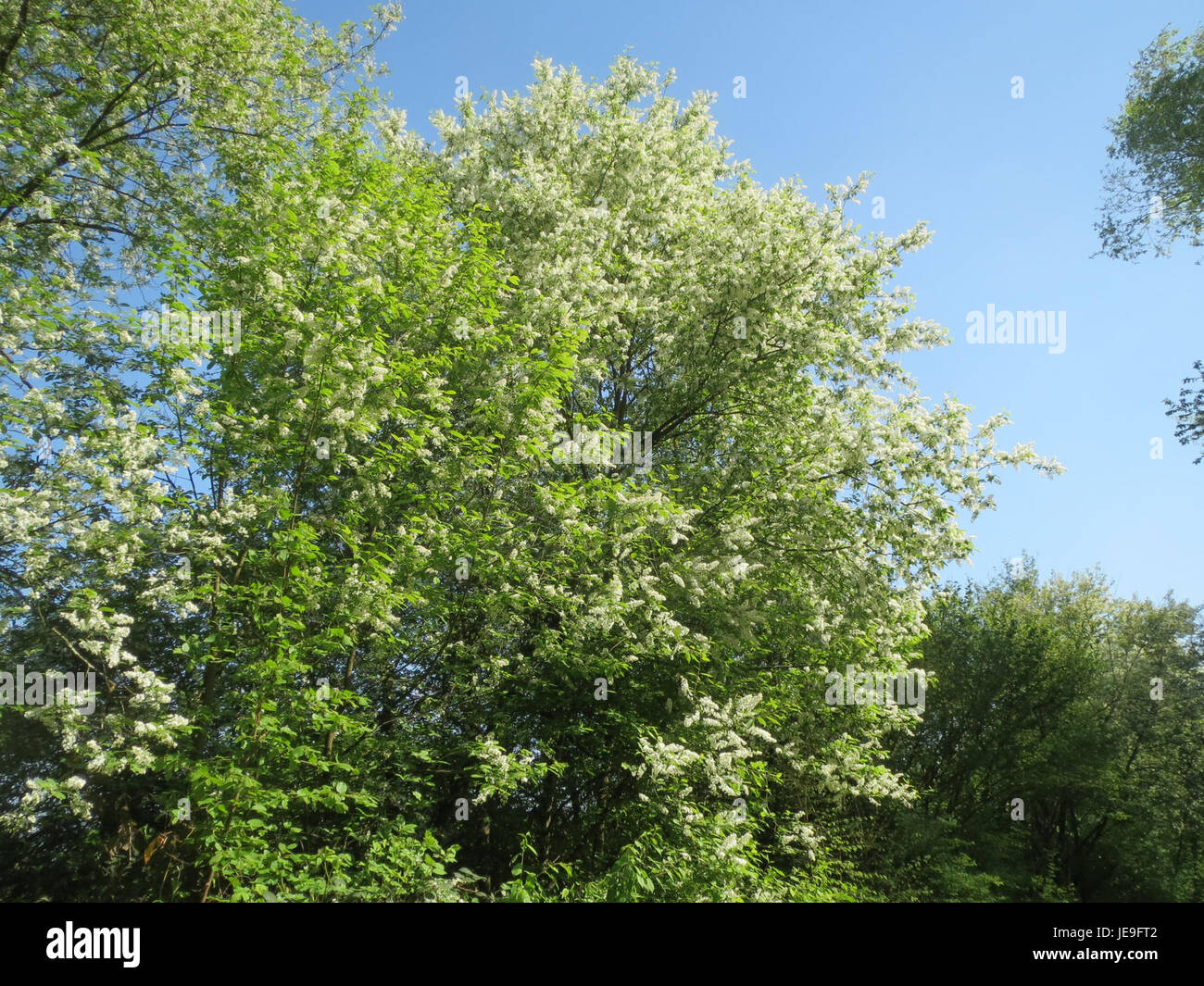 Prunus padus, also known as bird cherry, is a species of flowering tree ...