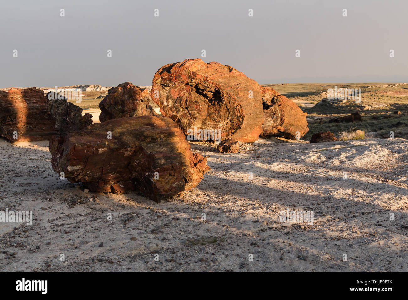 Crystal forest, Petrified Forest National Park, Arizona, USA Stock ...