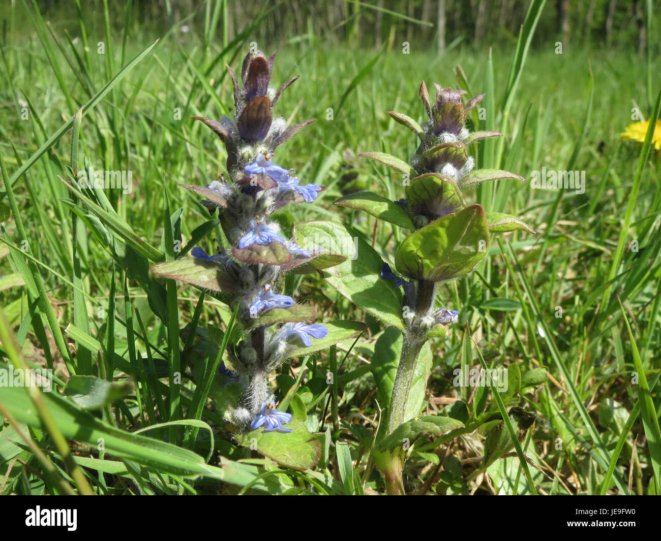 Ajuga reptans, commonly known as bugleweed, is a ground-covering ...
