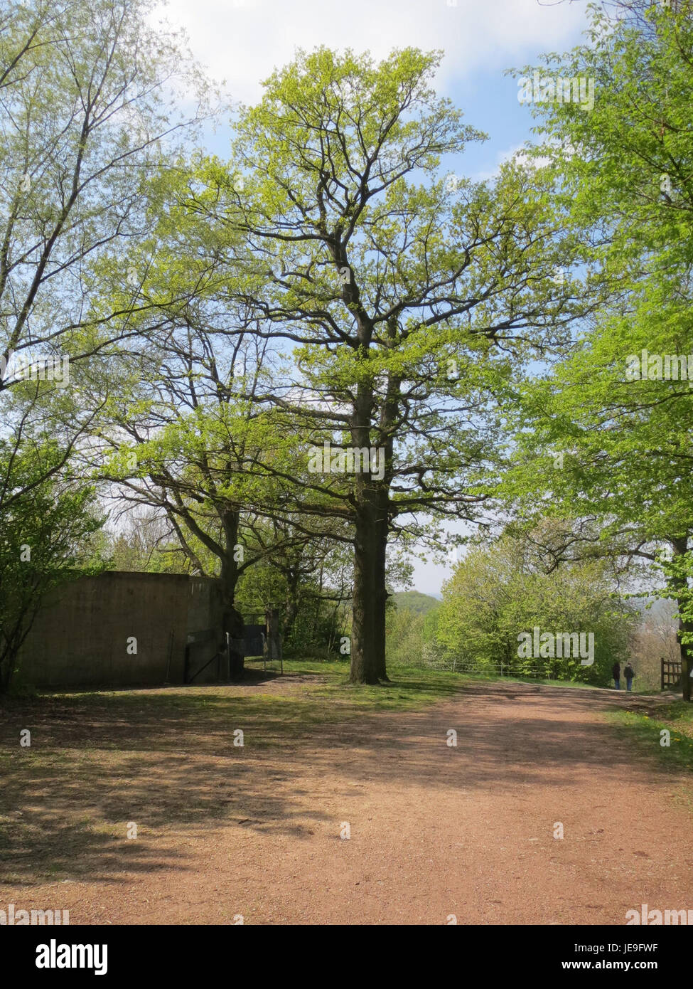 The image depicts an oak tree (Quercus robur), a common species native ...