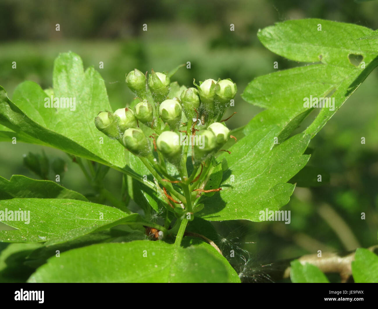 A photograph of Crataegus monogyna, also known as the common hawthorn ...