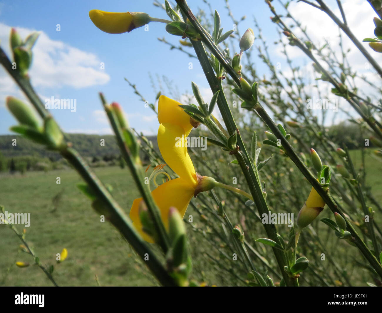 Cytisus scoparius, commonly known as broom, is a flowering shrub native ...