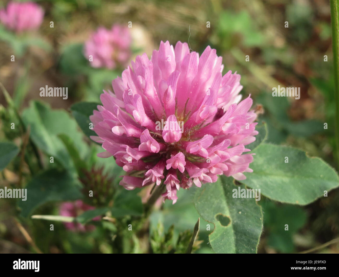 Trifolium pratense known red hi-res stock photography and images - Alamy
