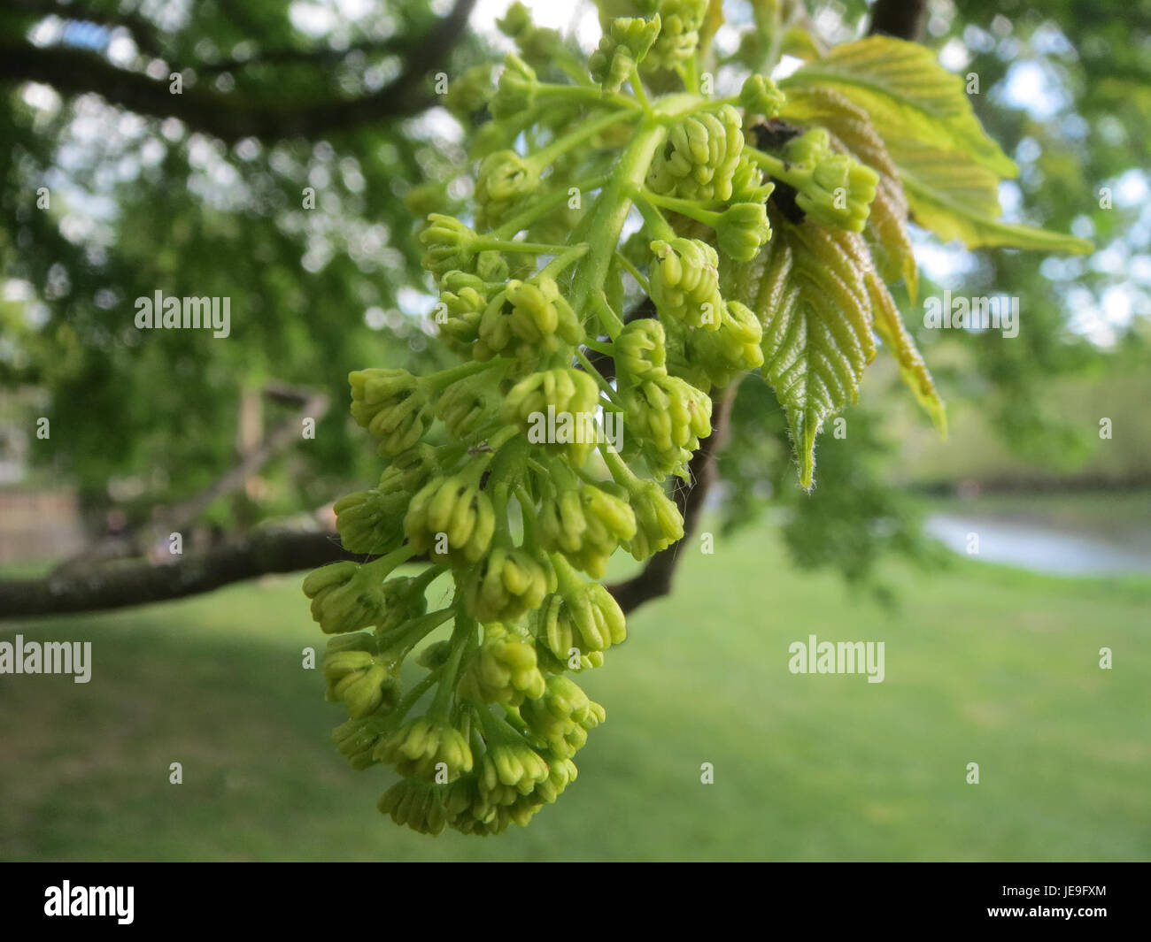 Acer pseudoplatanus, commonly known as the sycamore maple, is a ...