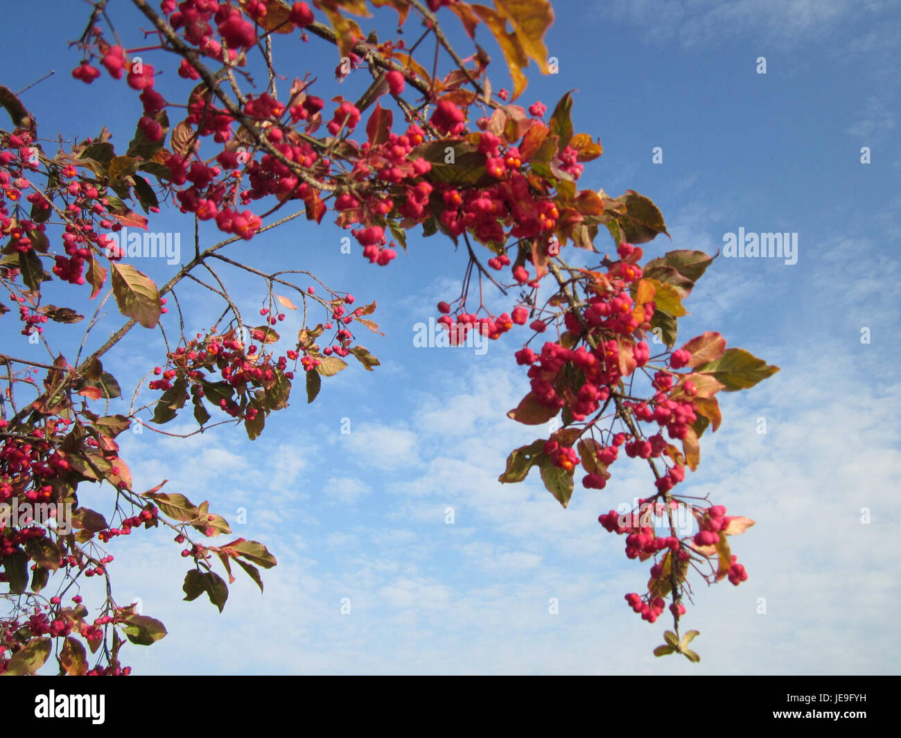 This image depicts Pfaffenhuetchen, also known as spindle tree, located ...
