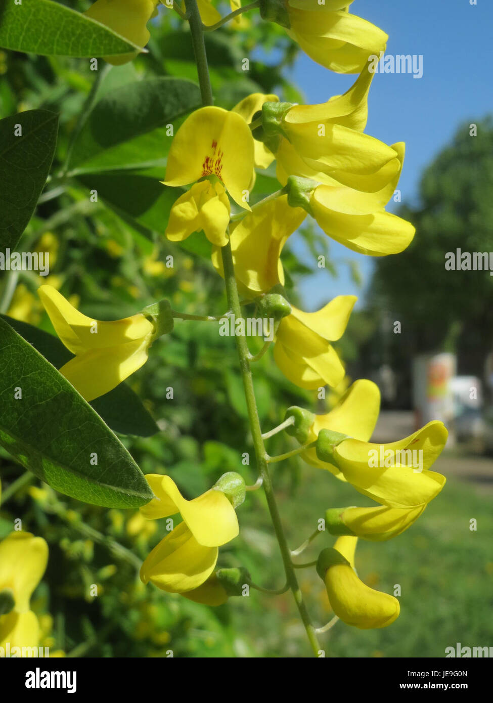 Laburnum anagyroides, also known as golden chain tree, photographed on ...
