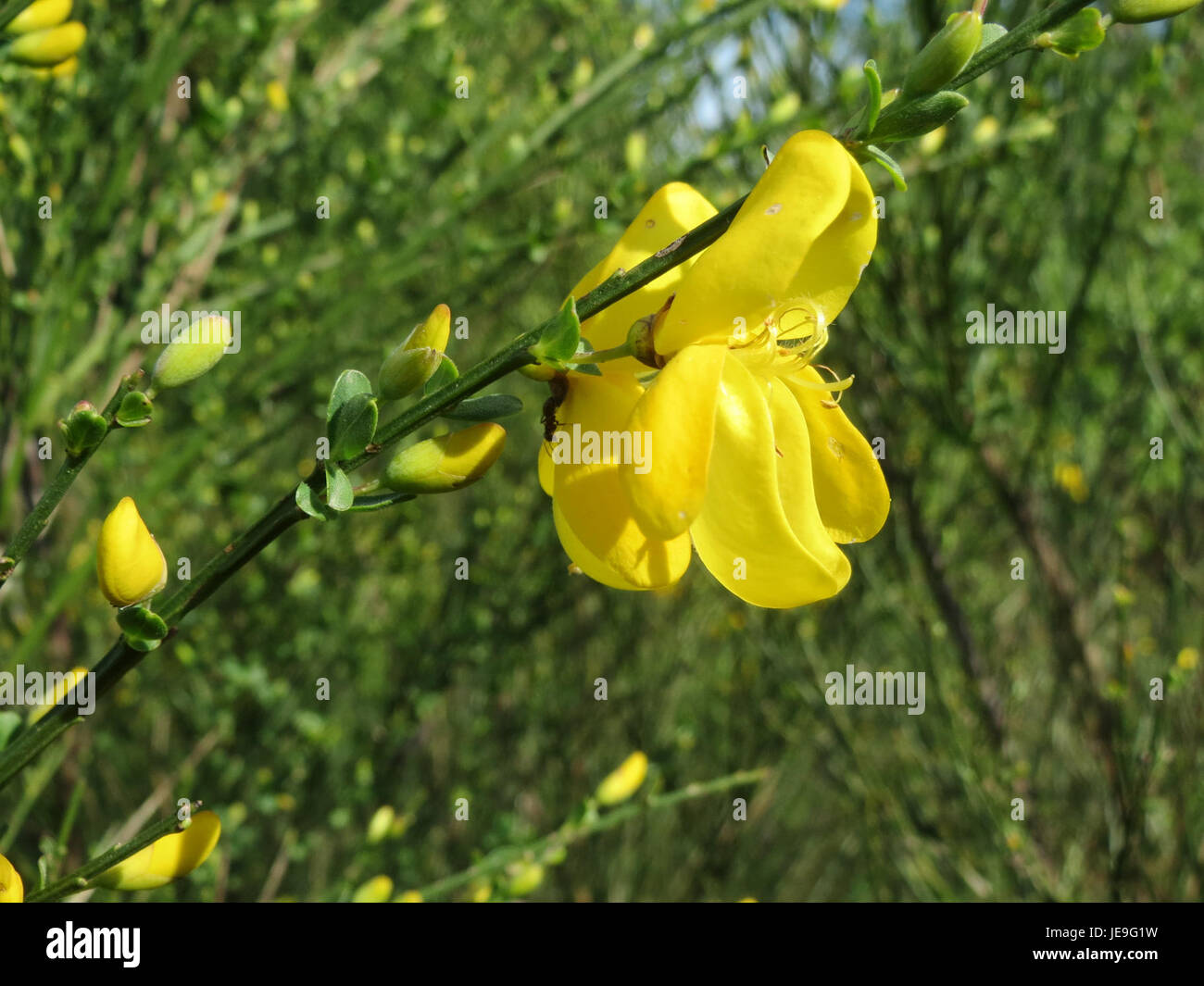 Cytisus scoparius, commonly known as broom, is a shrub native to Europe ...