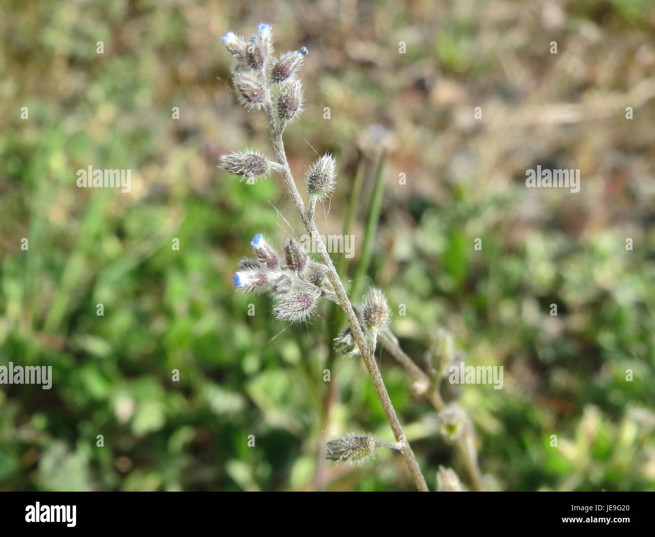 Myosotis stricta, commonly known as blueweed, is a flowering plant ...