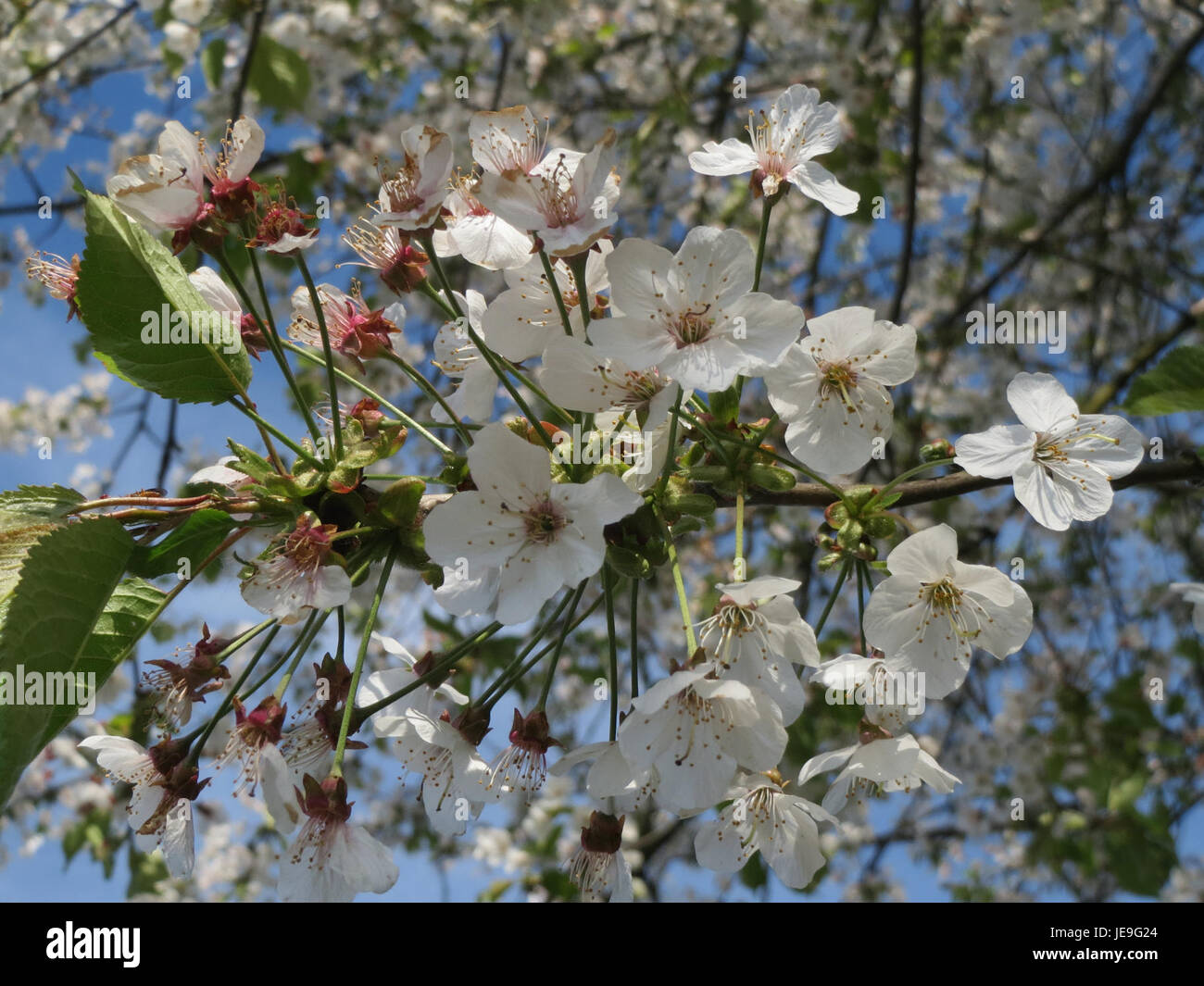 A photograph of a cherry tree (*Kirsche*) in bloom, taken in ...