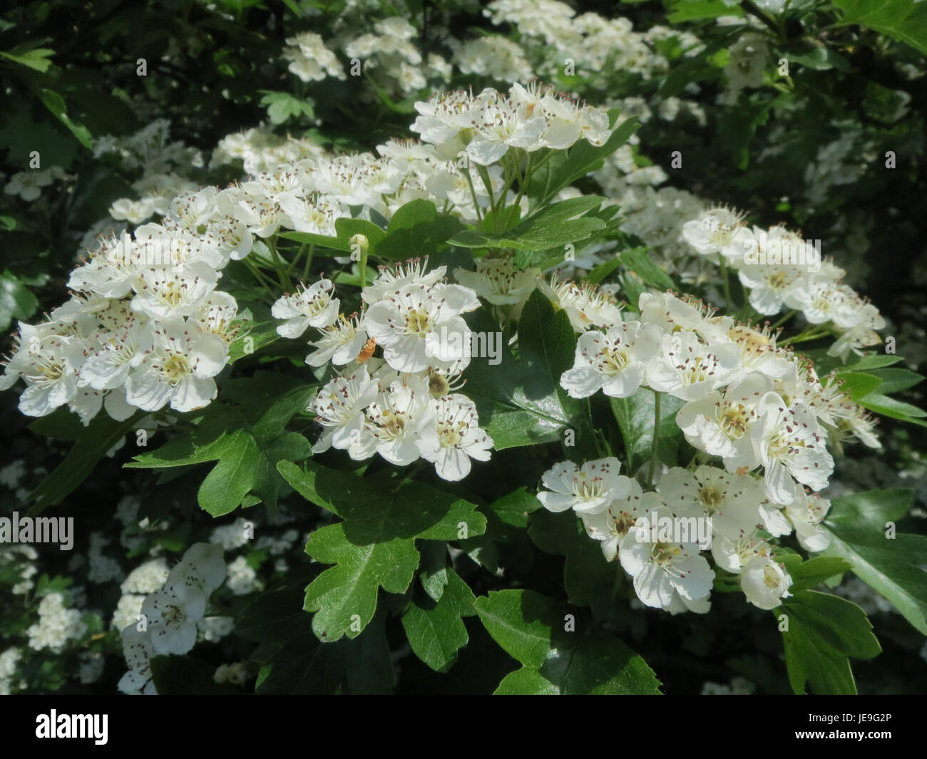 Crataegus monogyna, commonly known as the hawthorn, is a species of ...