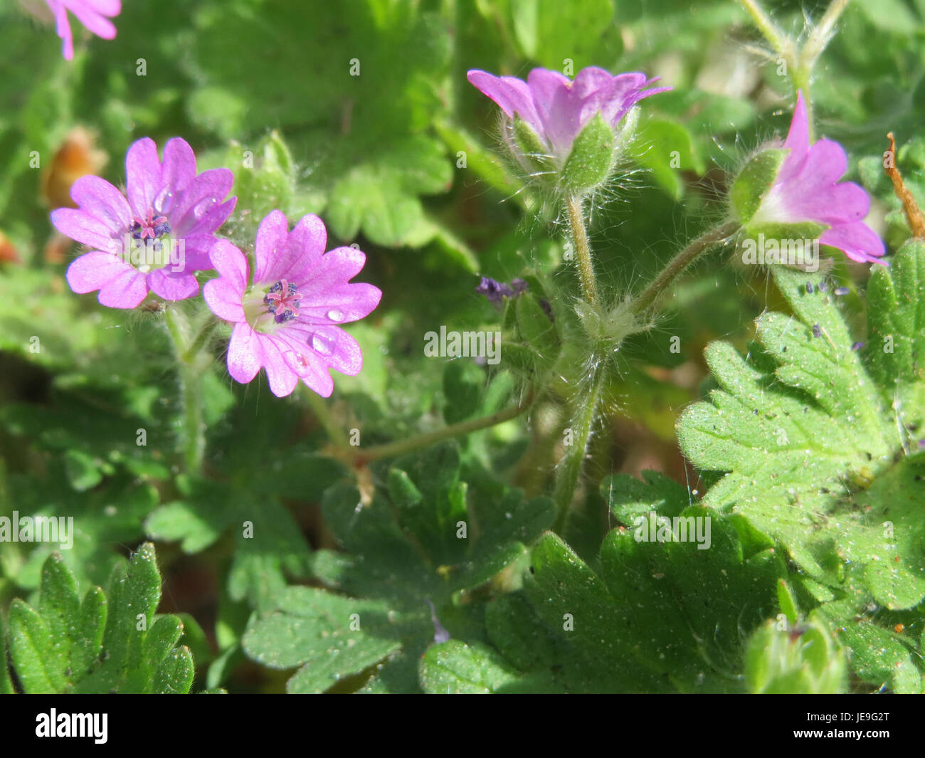 Geranium molle, commonly known as dove's-foot crane's-bill, is a ...