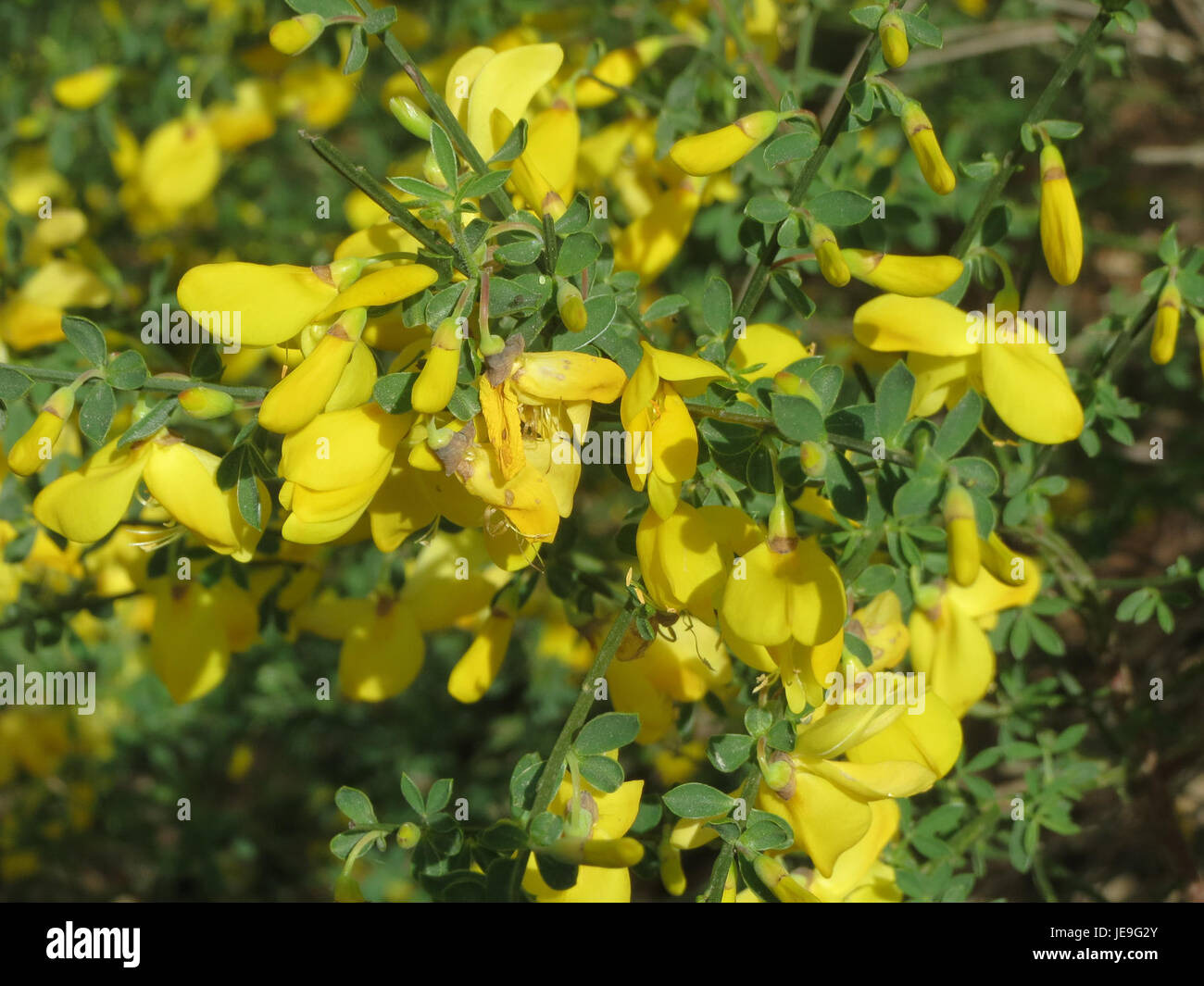 'Cytisus scoparius,' commonly known as broom, is a shrub native to ...