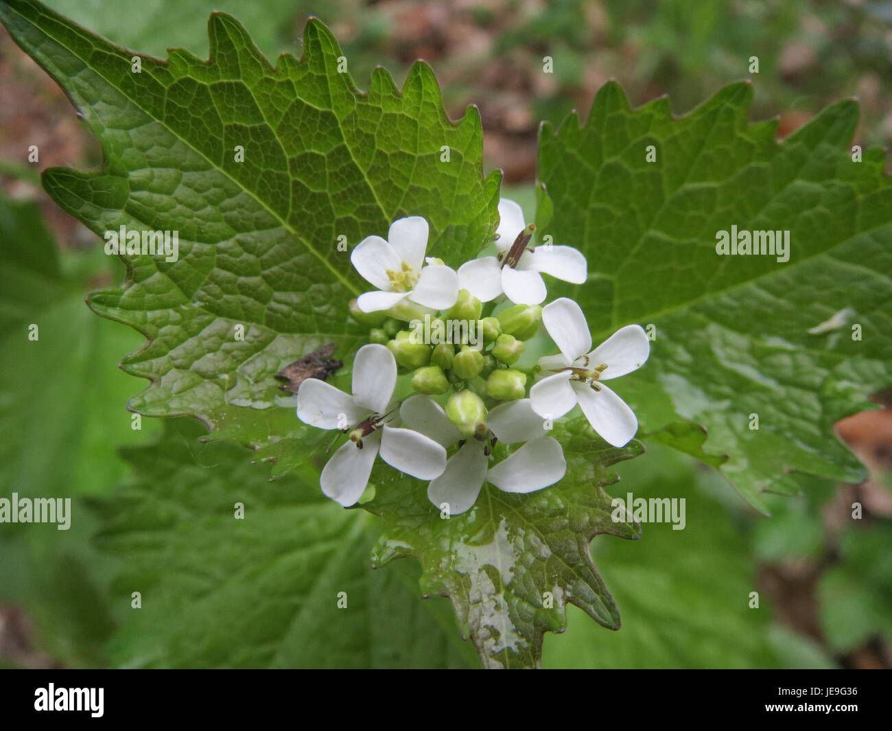 A photo of Alliaria petiolata, or garlic mustard, taken on April 18 ...