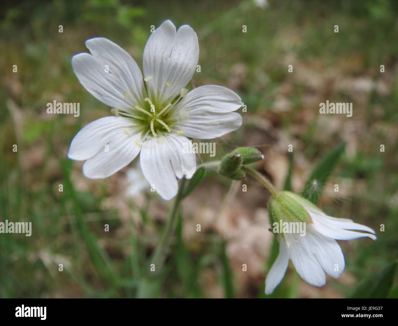 Is a plant of the family caryophyllaceae a small growing hi-res stock ...