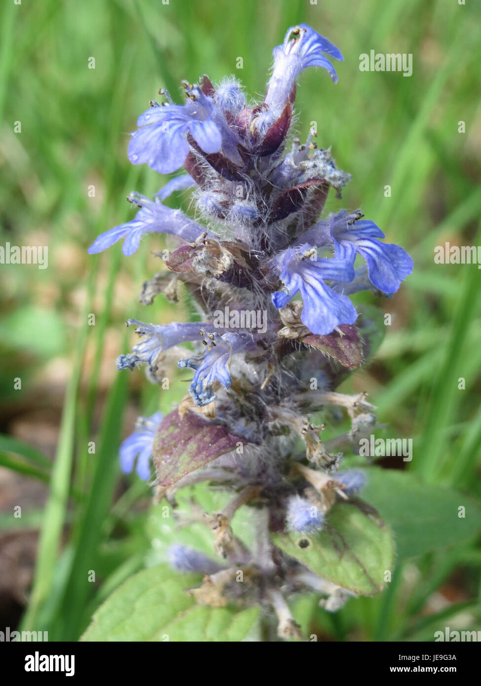 Ajuga reptans, commonly known as bugleweed, is a flowering plant native ...