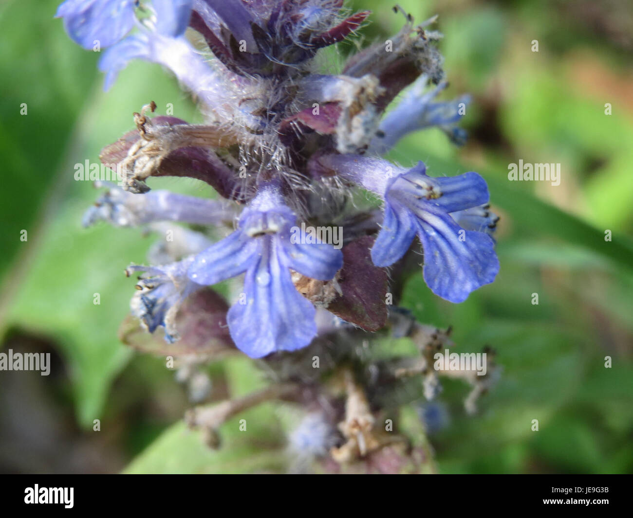 Ajuga reptans, commonly known as bugleweed, is a groundcover plant ...