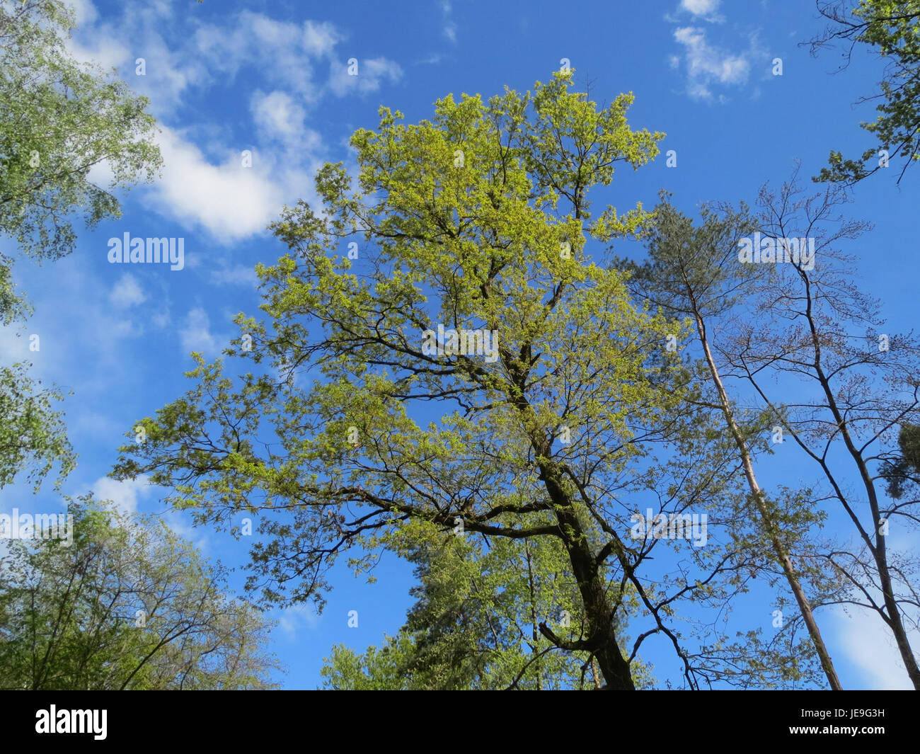 Quercus robur, commonly known as the English oak, is a large deciduous ...