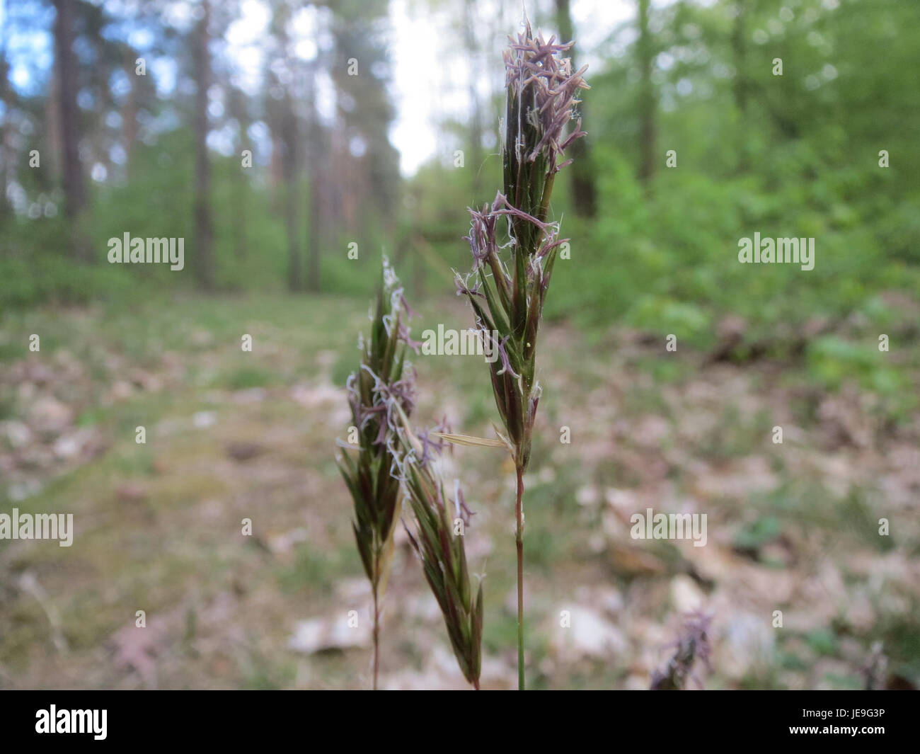 Anthoxanthum odoratum, commonly known as sweet vernal grass, is a ...
