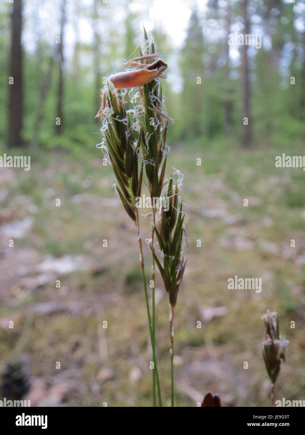 Anthoxanthum odoratum, commonly known as sweet vernal grass, is a ...