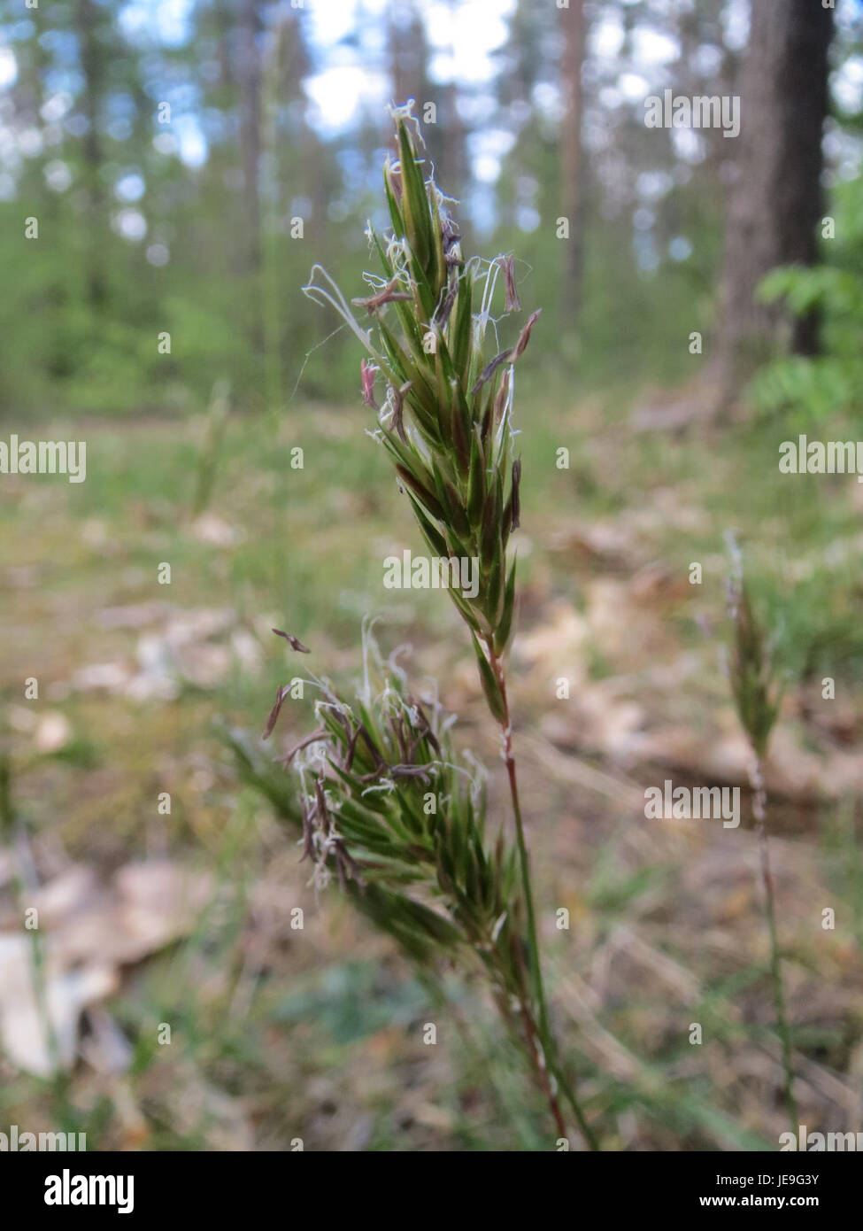 This image depicts Anthoxanthum odoratum, commonly known as sweet ...