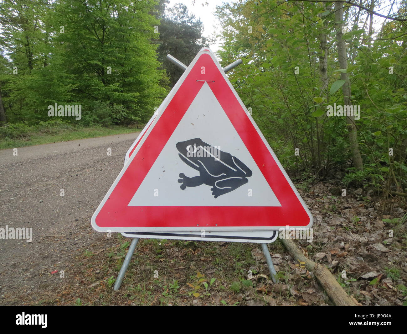 Photograph of a toad migration, taken on April 18, 2014, showcasing the ...