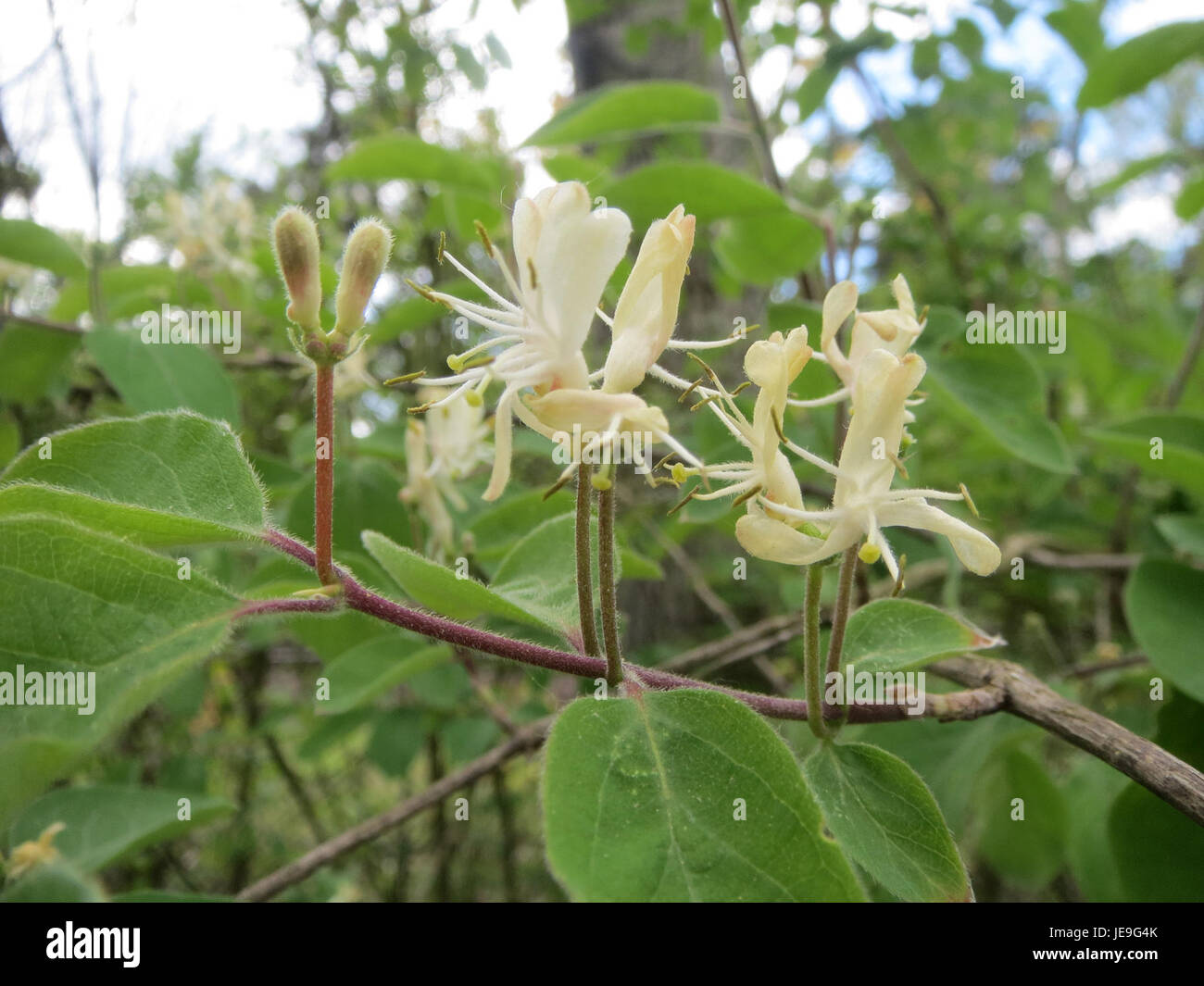 Lonicera xylosteum, also known as fly honeysuckle, is a deciduous shrub ...