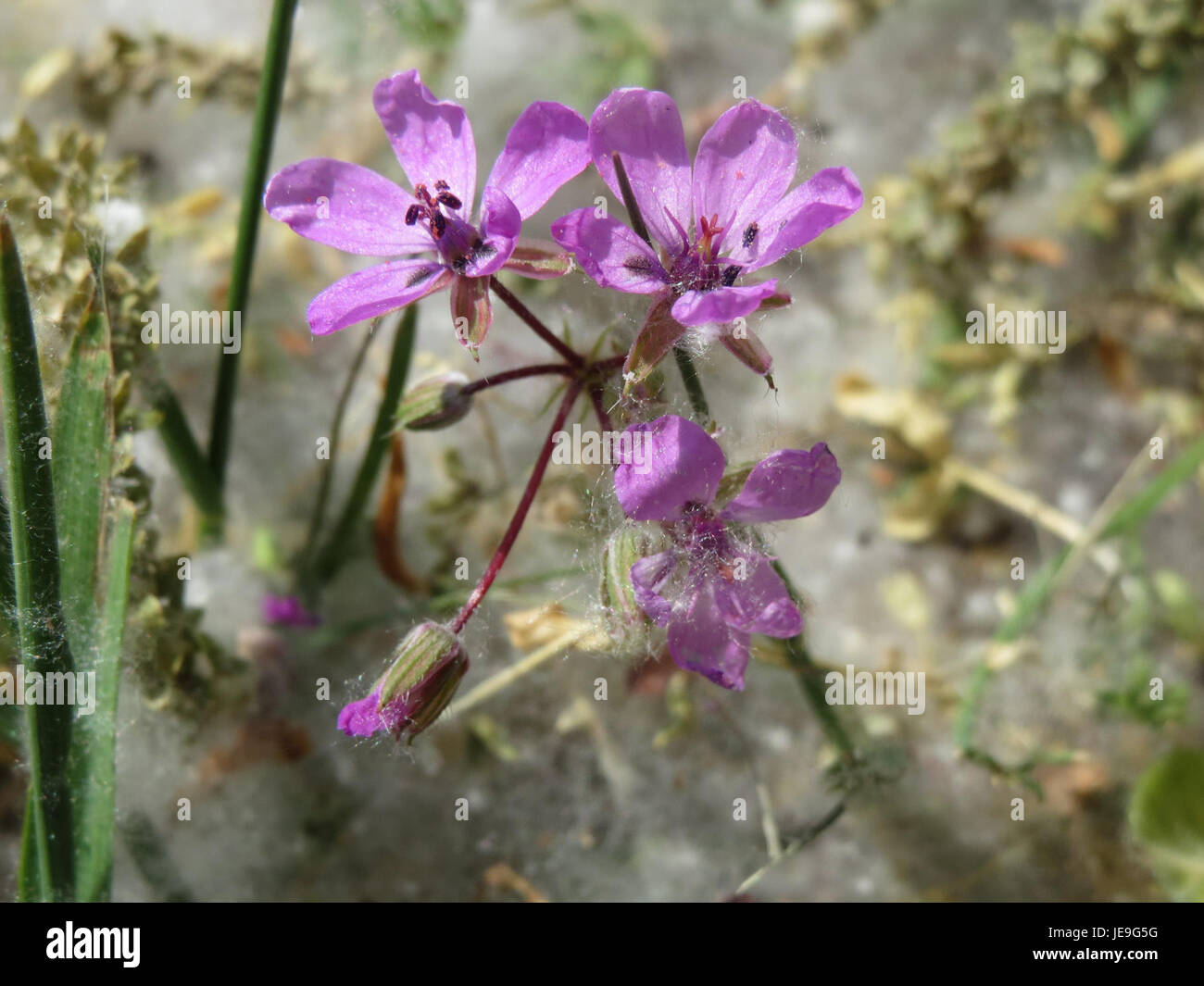 This photograph captures Erodium cicutarium, commonly known as redstem ...