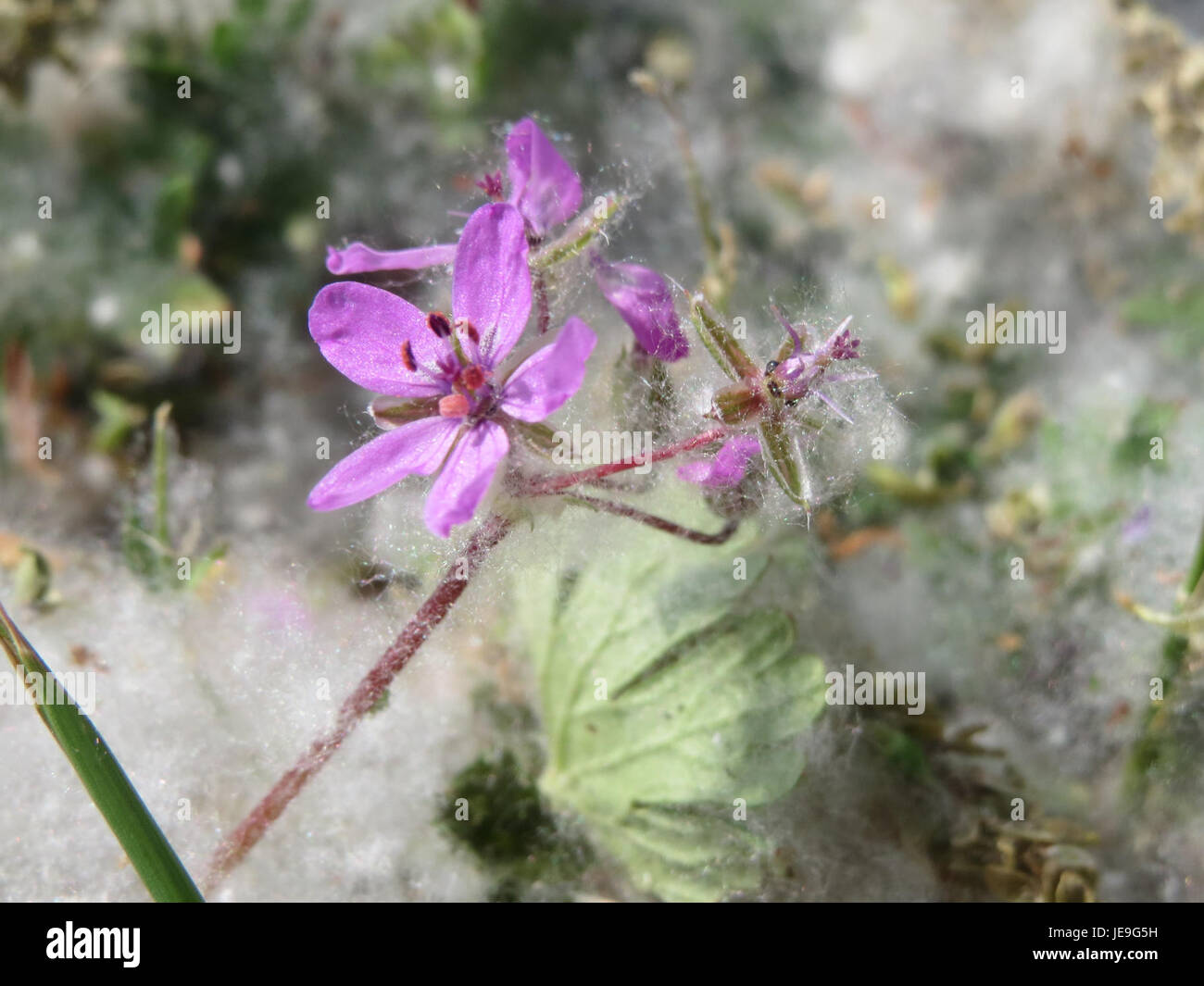 Long seed hi-res stock photography and images - Alamy