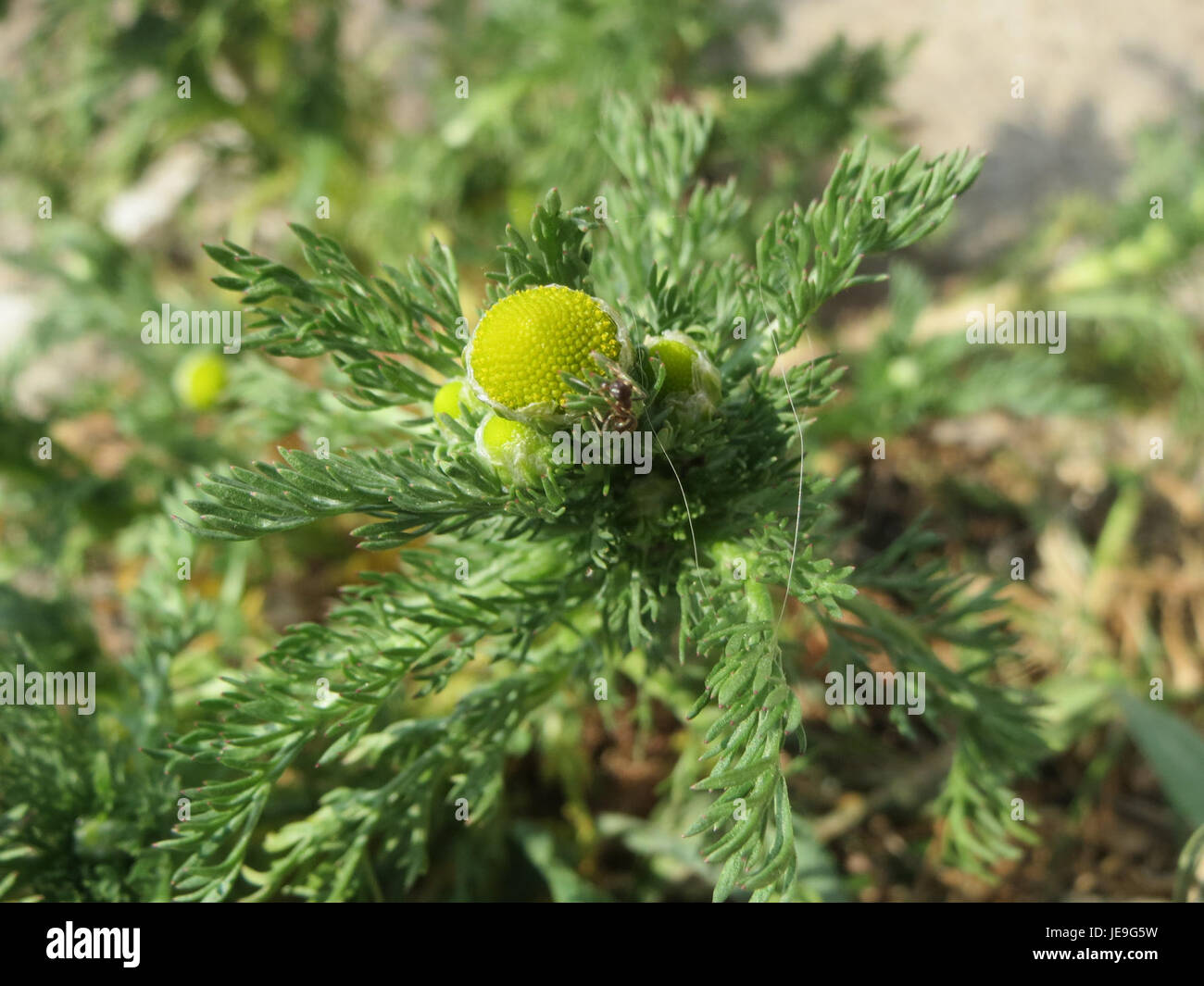 This image shows Matricaria discoidea, also known as pineappleweed, a ...