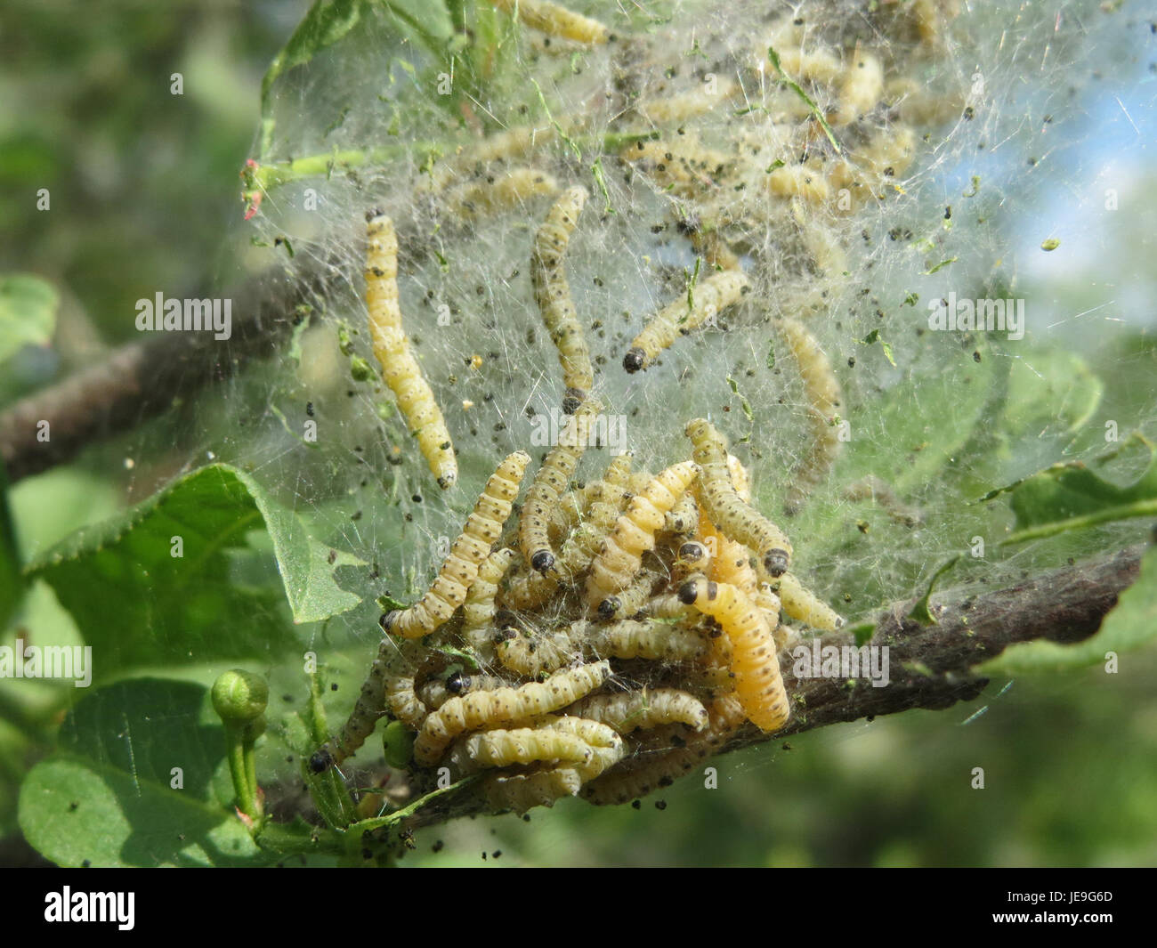 This image of Euonymus europaeus, commonly known as spindle tree ...