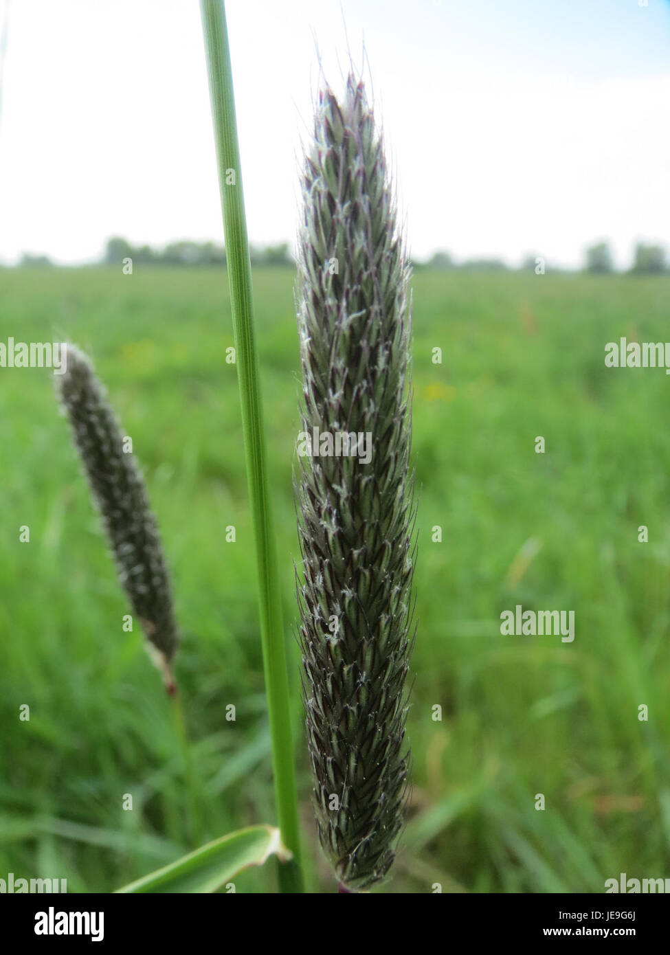 Alopecurus pratensis, commonly known as the meadow foxtail, is a ...