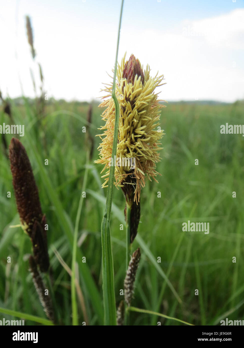 Carex acutiformis, commonly known as the sharp-leaved sedge, is a ...