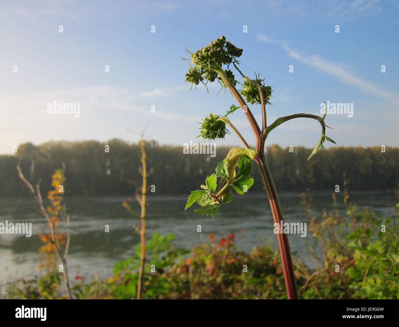 Engelwurz, or Angelica archangelica, is a plant species native to ...