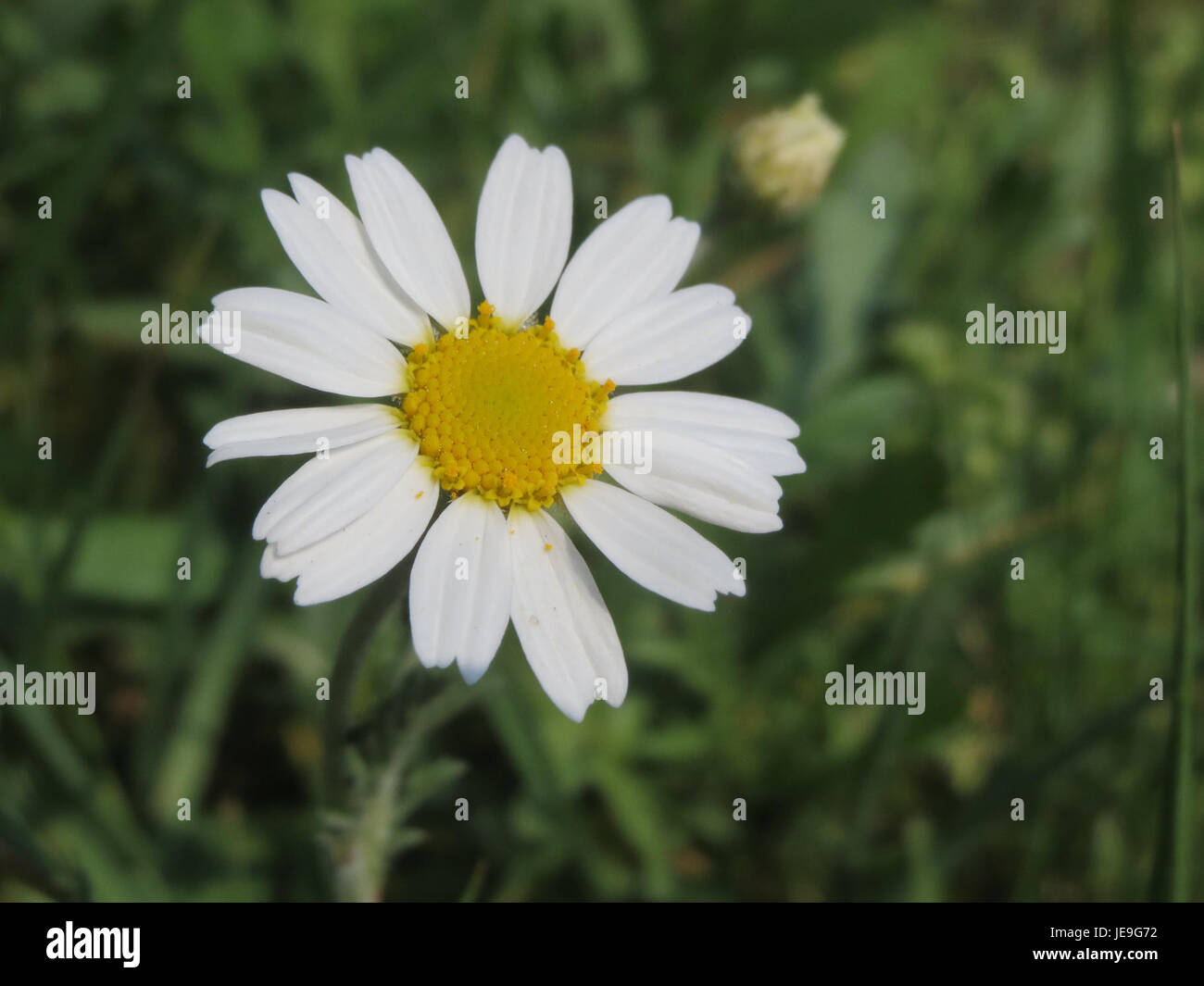 Anthemis arvensis, commonly known as field chamomile, is a wildflower ...