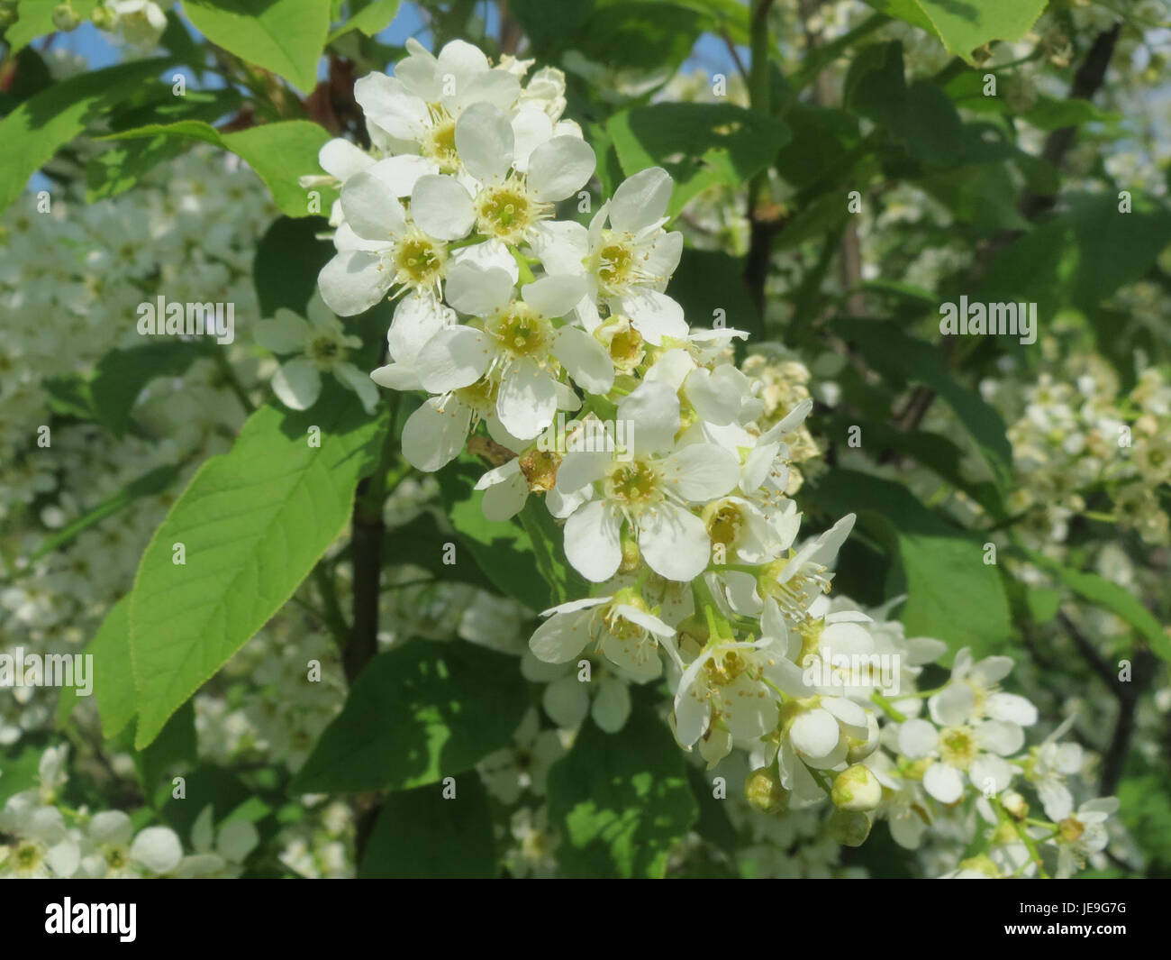 The Prunus padus, commonly known as bird cherry, is a species of ...