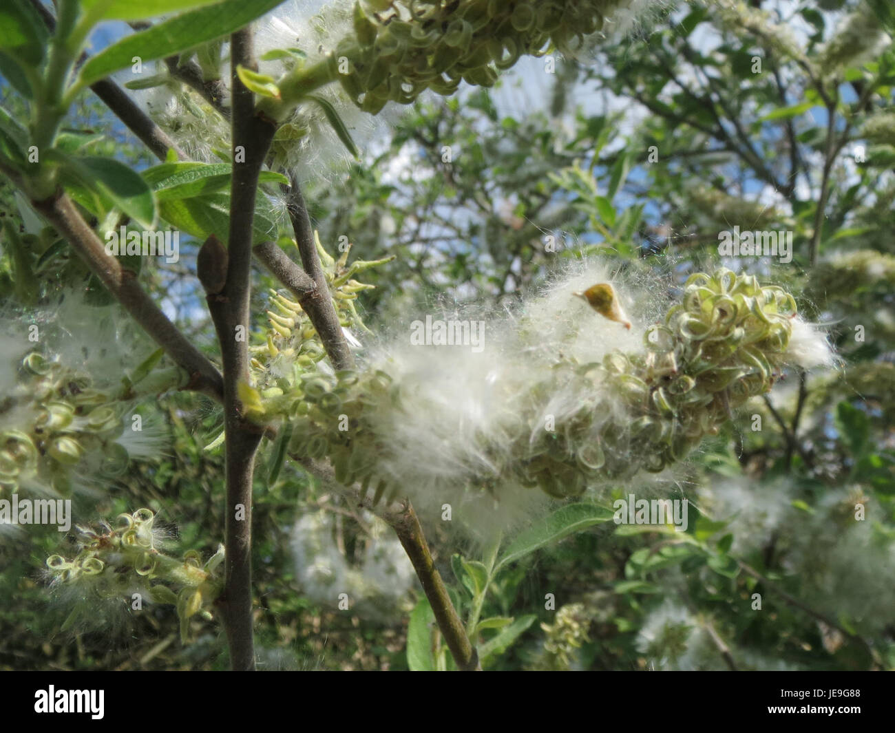 Flowering willow salix caprea branches hi-res stock photography and ...