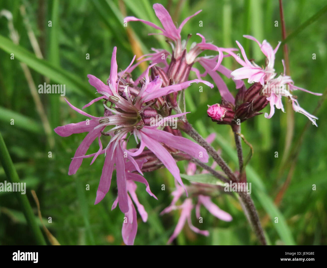 'Lychnis flos-cuculi,' also known as ragged robin, is a flowering plant ...