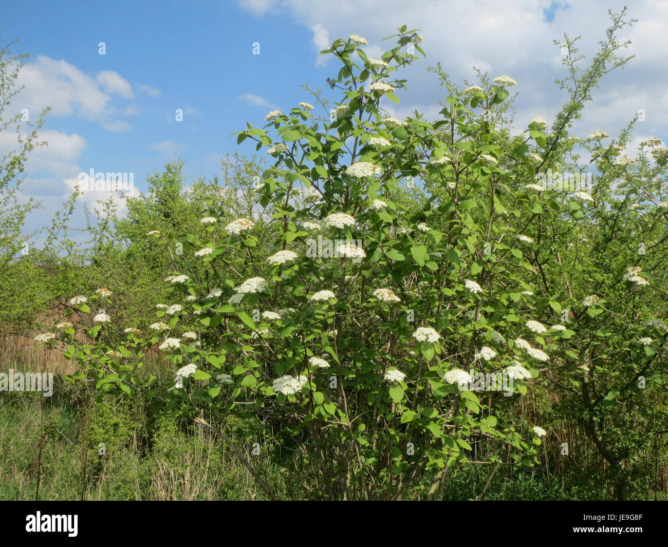 Viburnum lantana hedgerow hi-res stock photography and images - Alamy