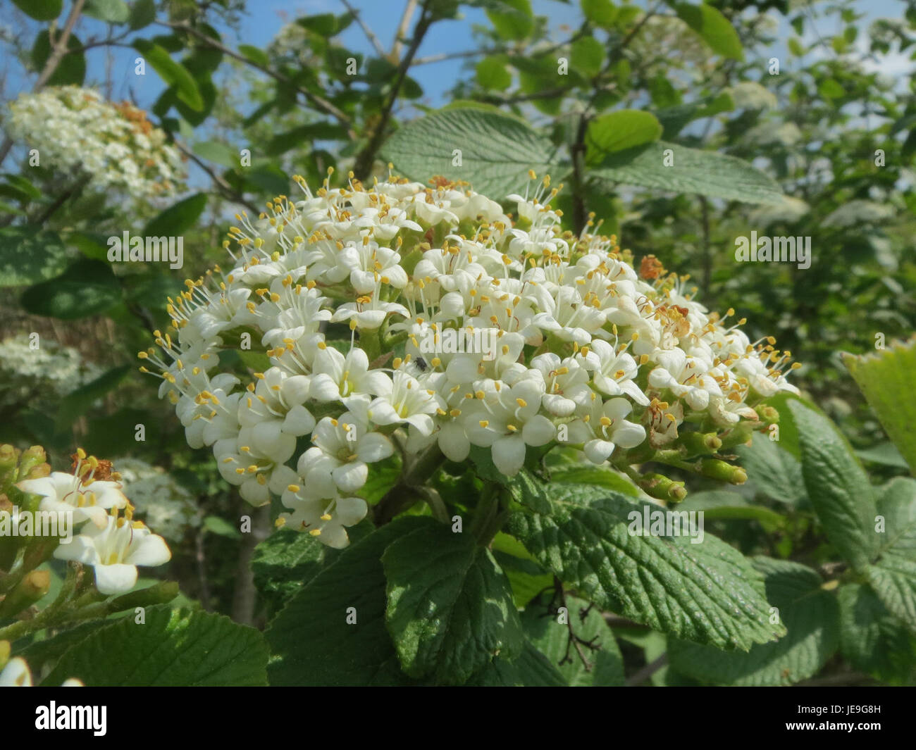 Viburnum lantana, commonly known as wayfaring tree, is a shrub native ...