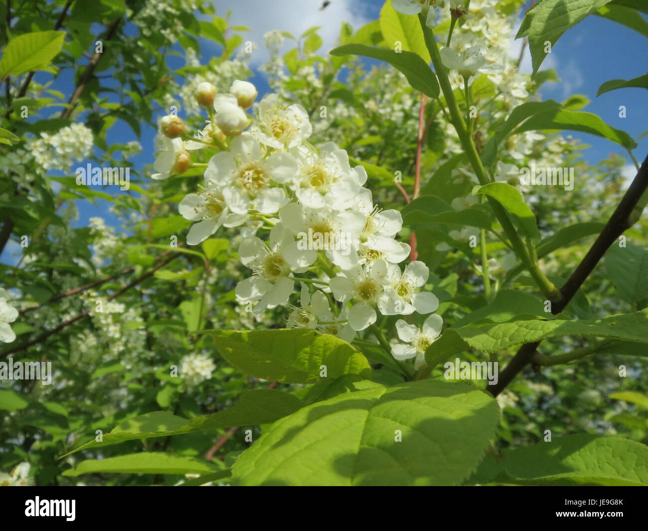 Flowering bird cherry tree hi-res stock photography and images - Alamy