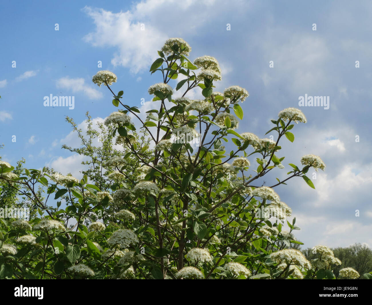 'Viburnum lantana' is a species of flowering shrub commonly known as ...